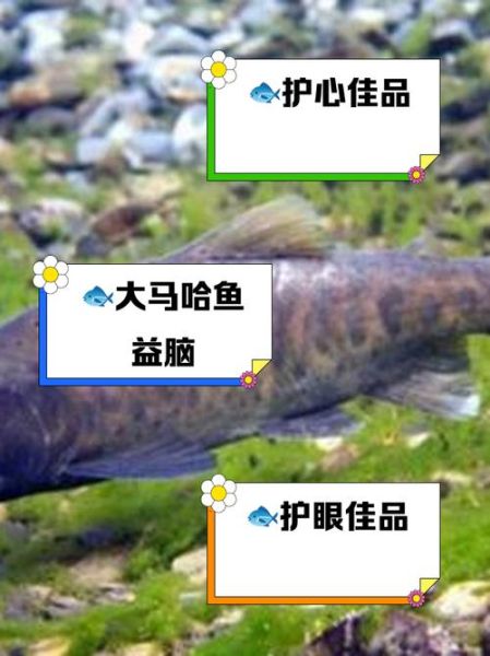 马哈鱼营养价值_马哈鱼的功效与作用-第2张图片-山城妙识