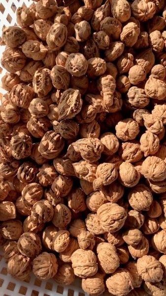 野核桃图片怎么拍_野核桃长什么样-第1张图片-山城妙识