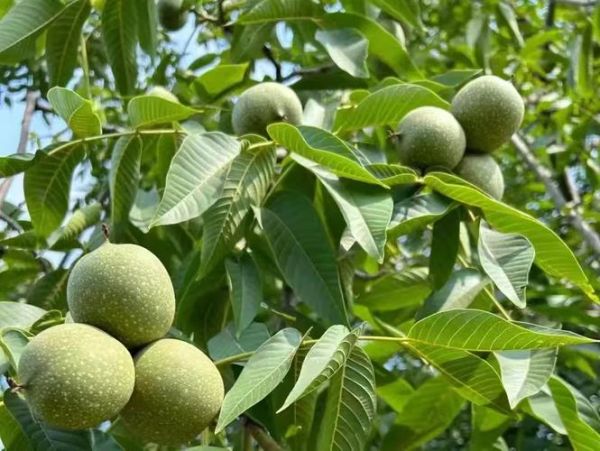 野核桃图片怎么拍_野核桃长什么样-第3张图片-山城妙识