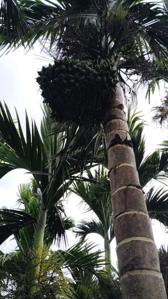 女生槟榔长什么样_女生槟榔外观特征-第1张图片-山城妙识