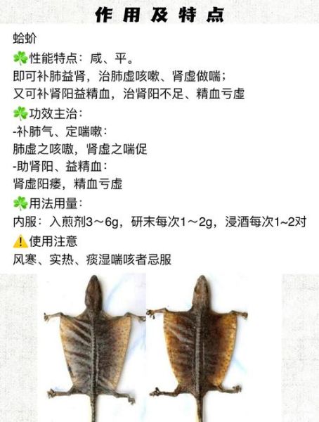 蛤蚧泡酒的功效与作用_蛤蚧酒怎么泡才有效-第3张图片-山城妙识