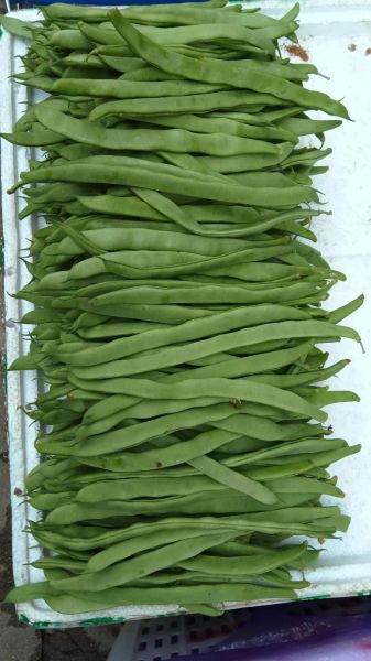 蔬菜配送系统哪家好_蔬菜配送系统多少钱-第1张图片-山城妙识