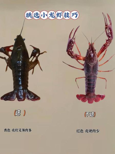 喇蛄和小龙虾的区别_哪个更好吃-第2张图片-山城妙识