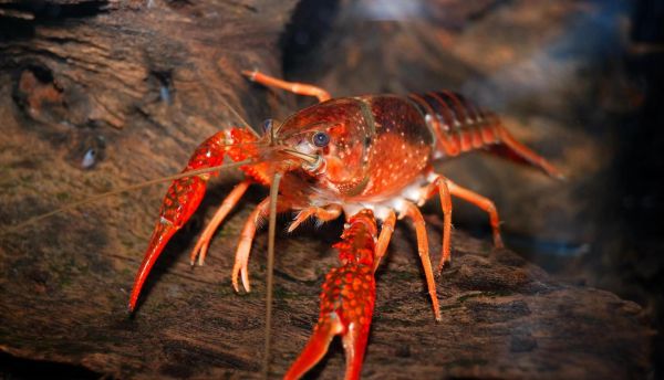 喇蛄和小龙虾的区别_哪个更好吃-第1张图片-山城妙识