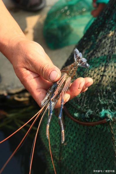 喇蛄和小龙虾的区别_哪个更好吃-第3张图片-山城妙识