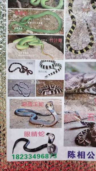 农村常见蛇有哪些_怎么识别毒蛇与无毒蛇-第2张图片-山城妙识