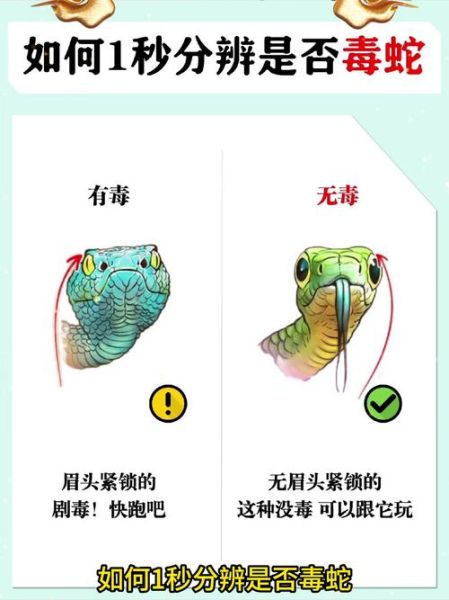 农村常见蛇有哪些_怎么识别毒蛇与无毒蛇-第1张图片-山城妙识