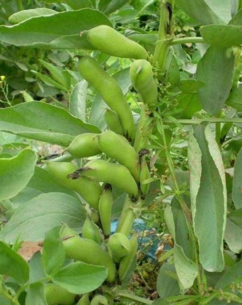 茴香豆的功效与作用_茴香豆怎么做才好吃-第1张图片-山城妙识