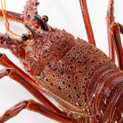 澳洲红龙虾多少钱一斤_澳洲红龙虾价格行情-第2张图片-山城妙识 澳洲红龙虾多少钱一斤_澳洲红龙虾价格行情-第2张图片-山城妙识