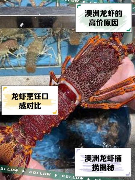 澳洲红龙虾多少钱一斤_澳洲红龙虾价格行情-第1张图片-山城妙识 澳洲红龙虾多少钱一斤_澳洲红龙虾价格行情-第1张图片-山城妙识