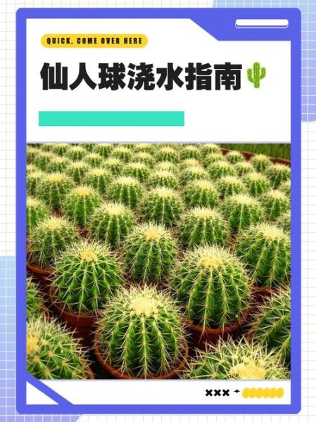 仙人球怎么养_仙人球多久浇一次水-第1张图片-山城妙识