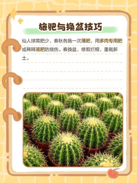 仙人球怎么养_仙人球多久浇一次水-第3张图片-山城妙识