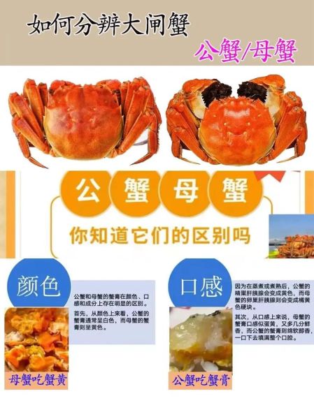 公蟹和母蟹哪个好吃_如何挑选更鲜美-第1张图片-山城妙识