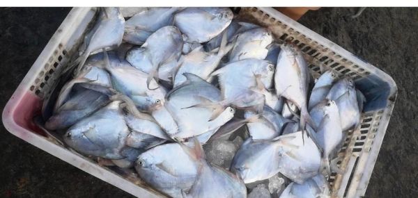 白鲳鱼刺多吗_白鲳鱼适合宝宝吃吗-第1张图片-山城妙识 白鲳鱼刺多吗_白鲳鱼适合宝宝吃吗-第1张图片-山城妙识