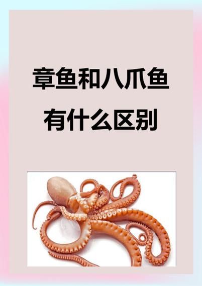 八爪鱼和章鱼的区别_章鱼有几条腿-第2张图片-山城妙识