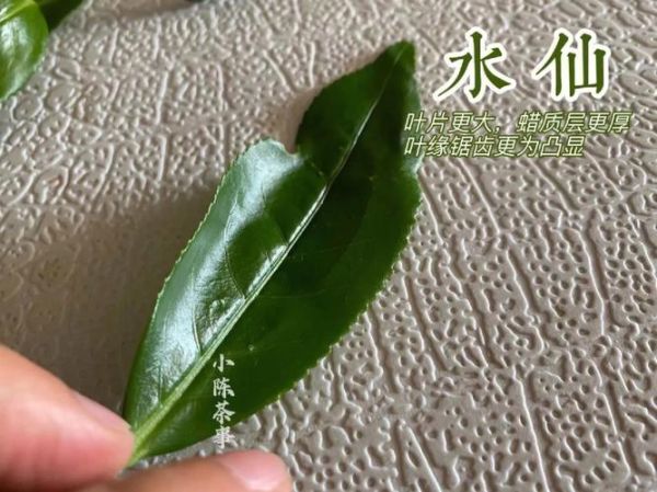 岩茶水仙和肉桂的区别_哪个更好喝-第3张图片-山城妙识