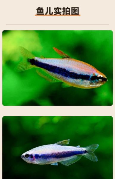 灯鱼图片怎么拍_灯鱼图片高清下载-第2张图片-山城妙识