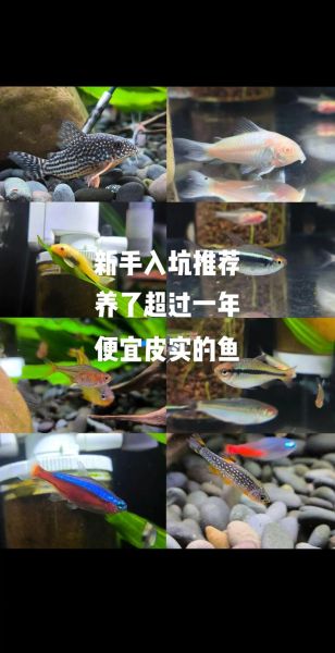 灯鱼图片怎么拍_灯鱼图片高清下载-第1张图片-山城妙识