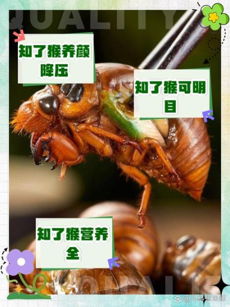 知了猴的营养价值_知了猴的功效与作用-第2张图片-山城妙识