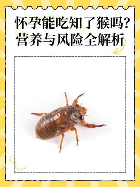 知了猴的营养价值_知了猴的功效与作用-第1张图片-山城妙识