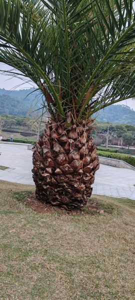 菠萝菠萝蜜菠萝菠萝1是什么_如何快速记住-第3张图片-山城妙识