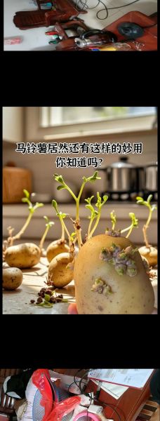 土豆种子怎么选_土豆种子多久发芽-第2张图片-山城妙识