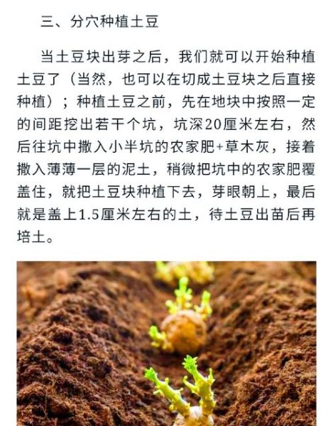 土豆种子怎么选_土豆种子多久发芽-第1张图片-山城妙识
