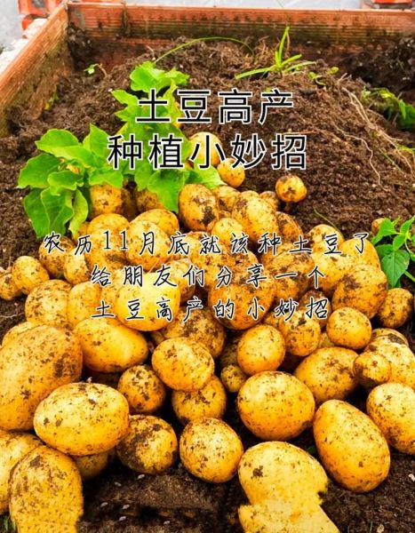 土豆种子怎么选_土豆种子多久发芽-第3张图片-山城妙识