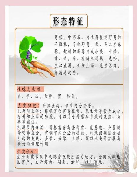 葛根功效作用与主治_葛根怎么吃效果最好-第1张图片-山城妙识