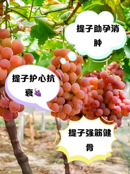 提子的功效与作用_提子的营养价值有哪些-第3张图片-山城妙识