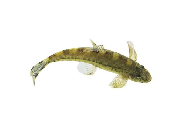 横斑原缨口鳅怎么养_横斑原缨口鳅吃什么-第1张图片-山城妙识