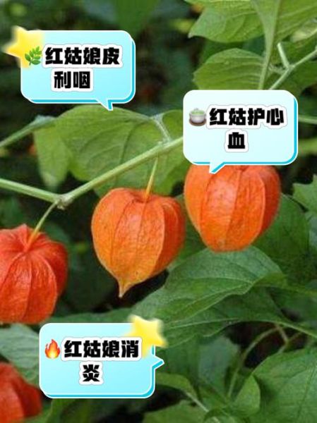 红姑娘皮泡水有什么副作用_红姑娘皮泡水禁忌人群-第3张图片-山城妙识