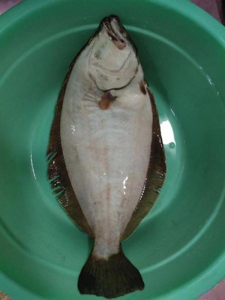 鸦片鱼图片及价格_鸦片鱼多少钱一斤-第2张图片-山城妙识