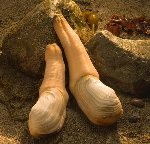 象拔蚌能生吃吗_象拔蚌壮阳是真的吗-第3张图片-山城妙识