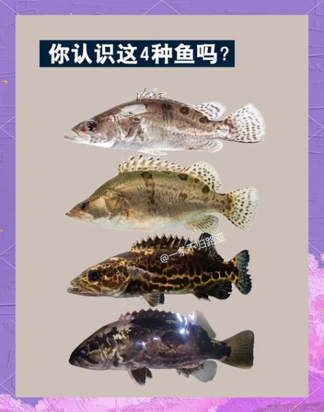 为什么很少人养鳜鱼_鳜鱼养殖难点有哪些-第2张图片-山城妙识 为什么很少人养鳜鱼_鳜鱼养殖难点有哪些-第2张图片-山城妙识