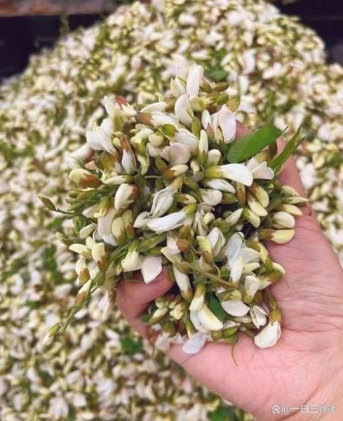 冷冻槐花怎么吃最好吃_冷冻槐花怎么保存-第1张图片-山城妙识