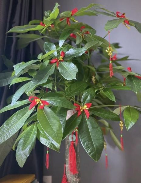 风水里最吉祥的花是什么_如何摆放才旺运-第1张图片-山城妙识 风水里最吉祥的花是什么_如何摆放才旺运-第1张图片-山城妙识