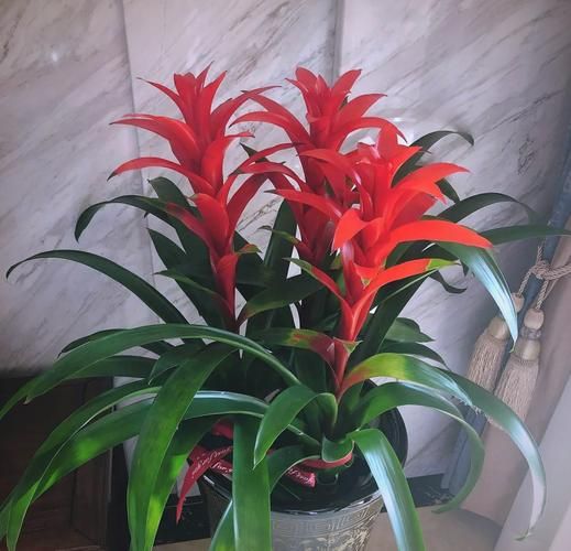 风水里最吉祥的花是什么_如何摆放才旺运-第2张图片-山城妙识 风水里最吉祥的花是什么_如何摆放才旺运-第2张图片-山城妙识