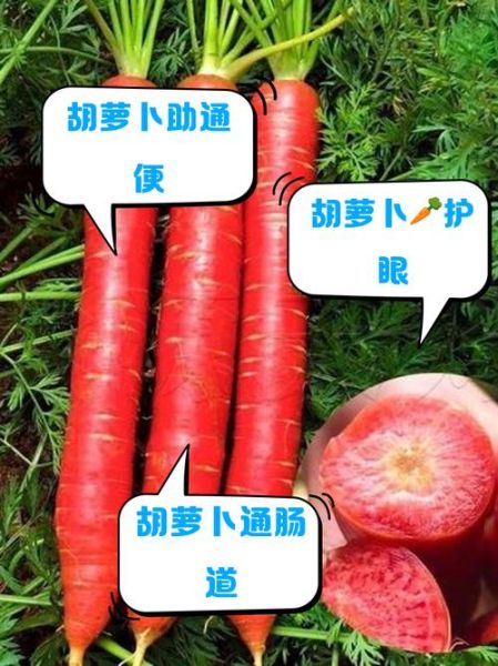 水果萝卜的功效与作用禁忌_什么人不能吃-第2张图片-山城妙识 水果萝卜的功效与作用禁忌_什么人不能吃-第2张图片-山城妙识