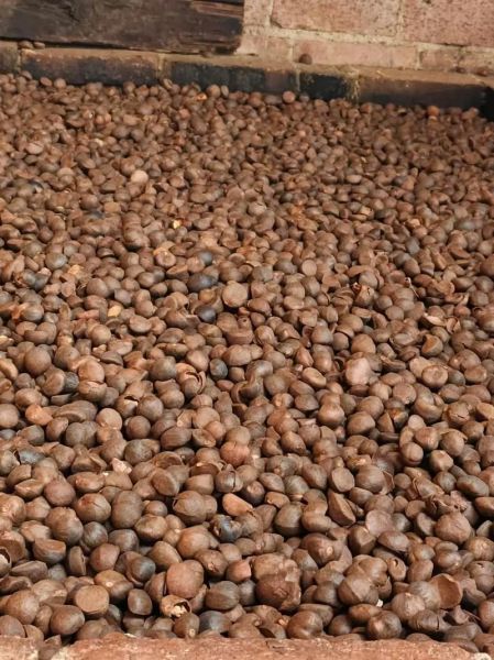 茶油多少钱一斤_茶油价格为什么这么贵-第3张图片-山城妙识