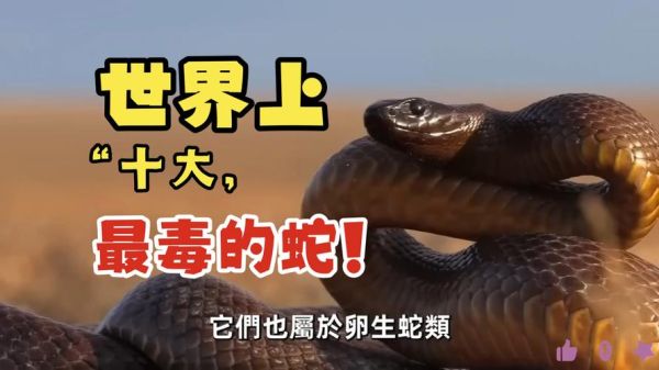 最漂亮的毒蛇有哪些_毒性排名前十的毒蛇-第2张图片-山城妙识