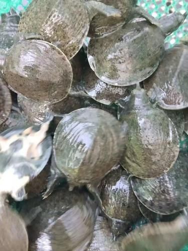 甲鱼苗价格多少钱一只_甲鱼苗批发价格行情-第3张图片-山城妙识