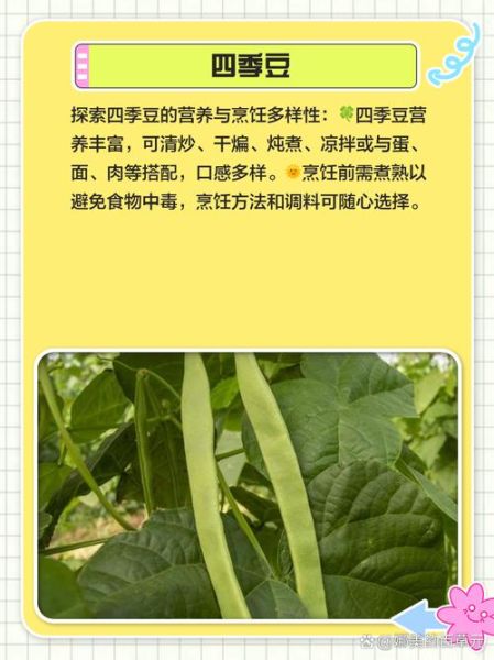豆类植物大全图片_常见豆类有哪些-第3张图片-山城妙识 豆类植物大全图片_常见豆类有哪些-第3张图片-山城妙识