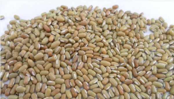 豆类植物大全图片_常见豆类有哪些-第2张图片-山城妙识 豆类植物大全图片_常见豆类有哪些-第2张图片-山城妙识