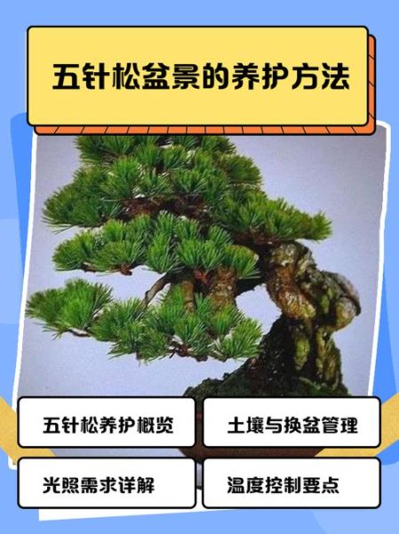 松树怎么养_松树盆景多久浇一次水-第1张图片-山城妙识