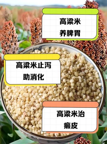 吃高粱米的好处和坏处_高粱米适合什么人吃-第1张图片-山城妙识 吃高粱米的好处和坏处_高粱米适合什么人吃-第1张图片-山城妙识