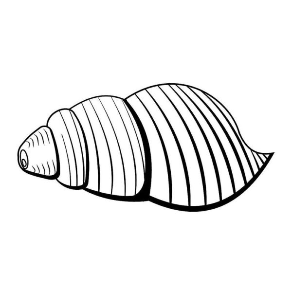 小海螺简笔画怎么画_小海螺简笔画步骤图-第3张图片-山城妙识