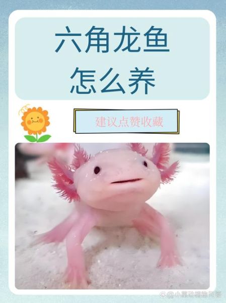 六角龙鱼能活多久_六角龙鱼怎么养15年-第1张图片-山城妙识