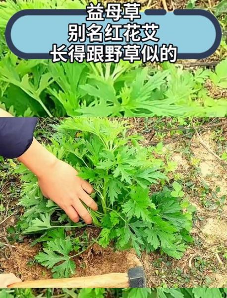 益母草长什么样_益母草与艾草区别-第2张图片-山城妙识 益母草长什么样_益母草与艾草区别-第2张图片-山城妙识