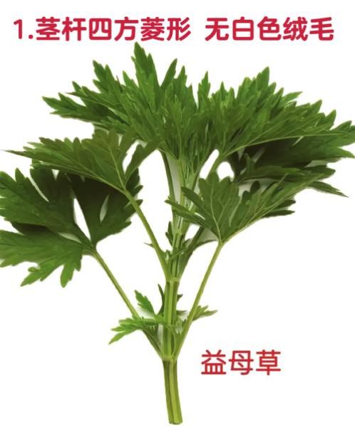 益母草长什么样_益母草与艾草区别-第1张图片-山城妙识 益母草长什么样_益母草与艾草区别-第1张图片-山城妙识